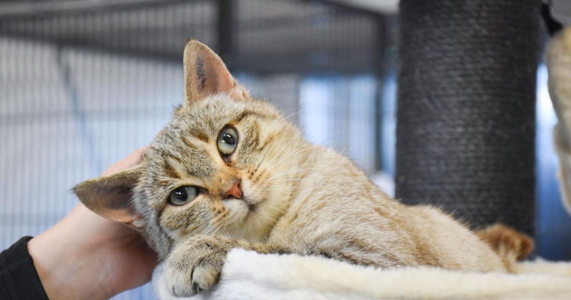 Opråb til katteejere: Husk at mærke og registrere din kat | Dyrenes Beskyttelse